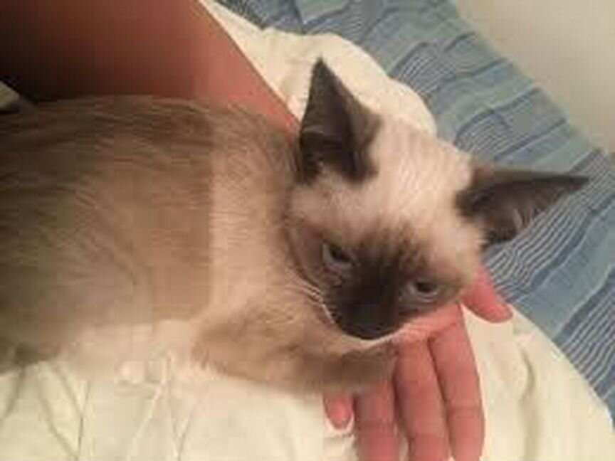 Девочка 4 мес