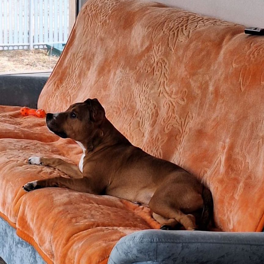 Щенок ам стафф