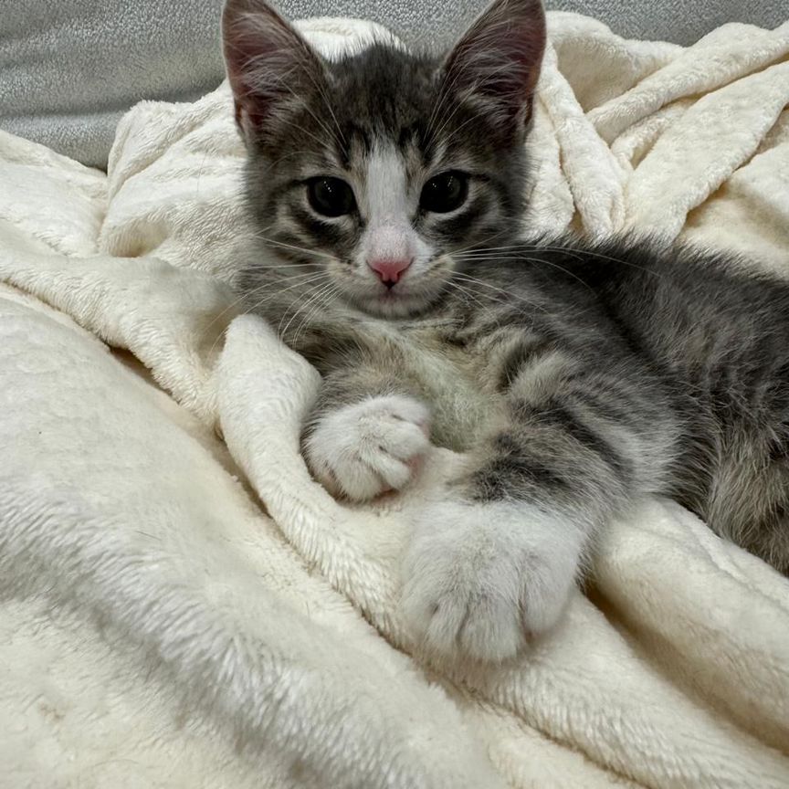 Котёнок мальчик