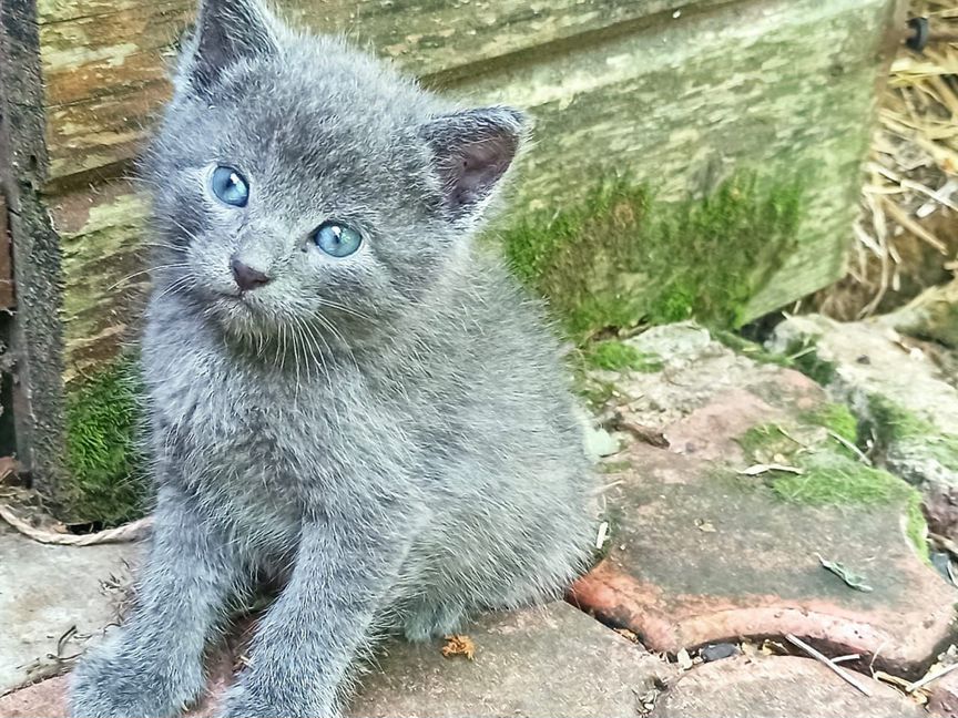 Малюсенькие красивые котята с голубыми глазками