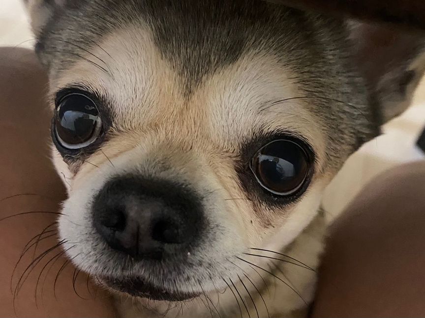 Чихуахуа потерялся в новомарусино