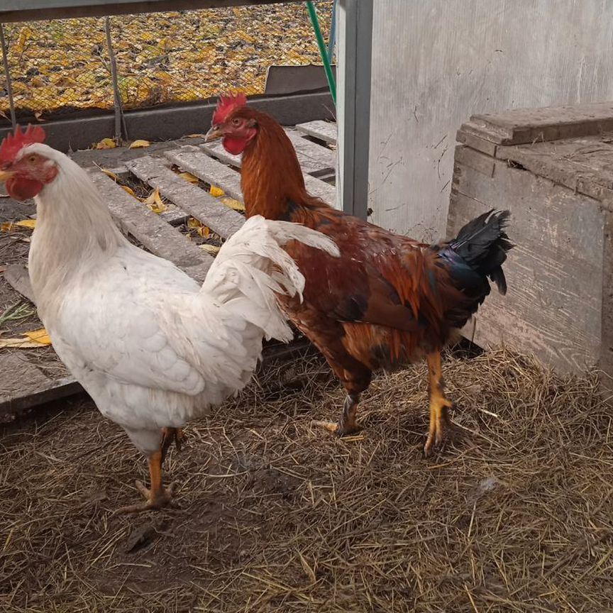 Куры петухи