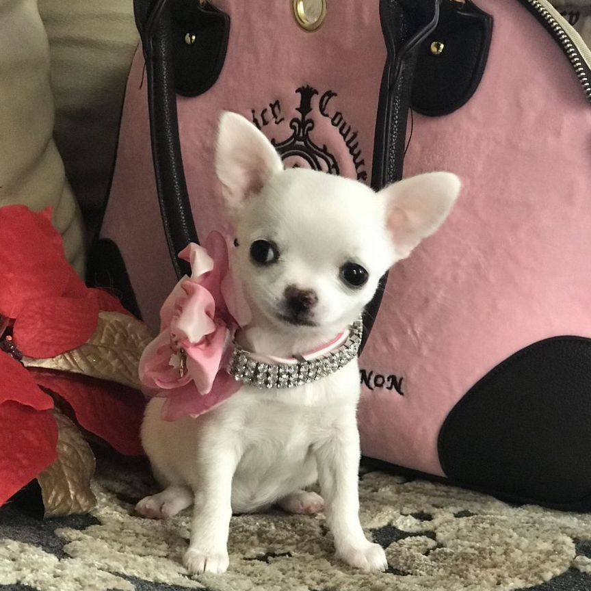 Щенки чихуахуа