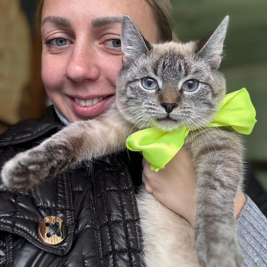 Кот Кисель