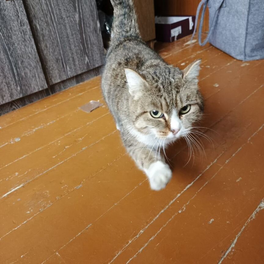 Коша