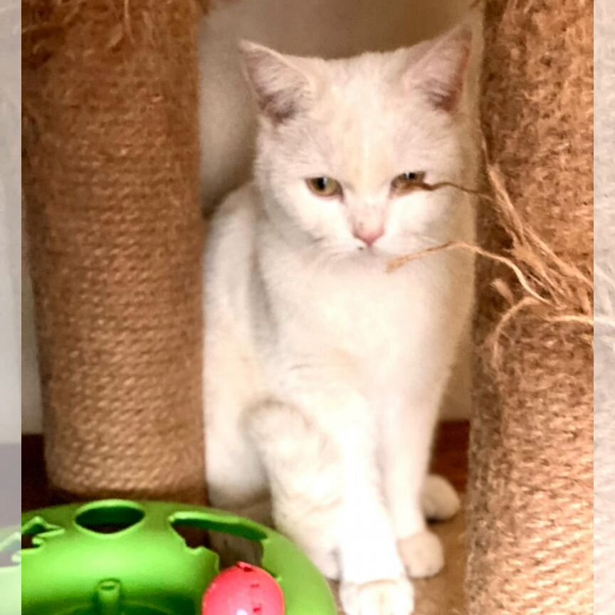Котик в добрые руки