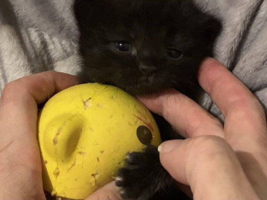 Котенок Люцик