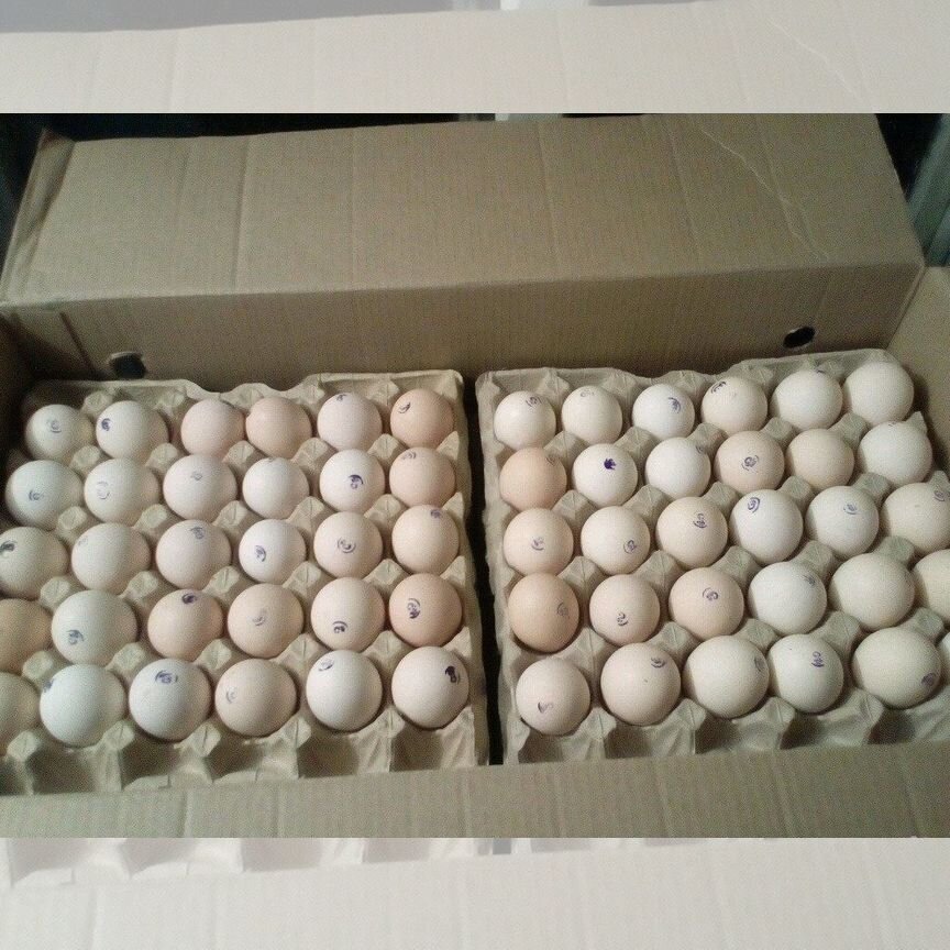 Инкубационное яйцо бройлера росс 308