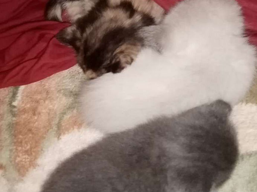 Котята в добрые руки бесплатно