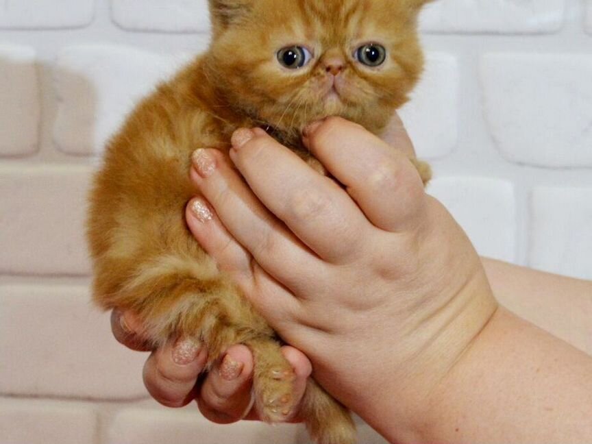 Малышка Морковка