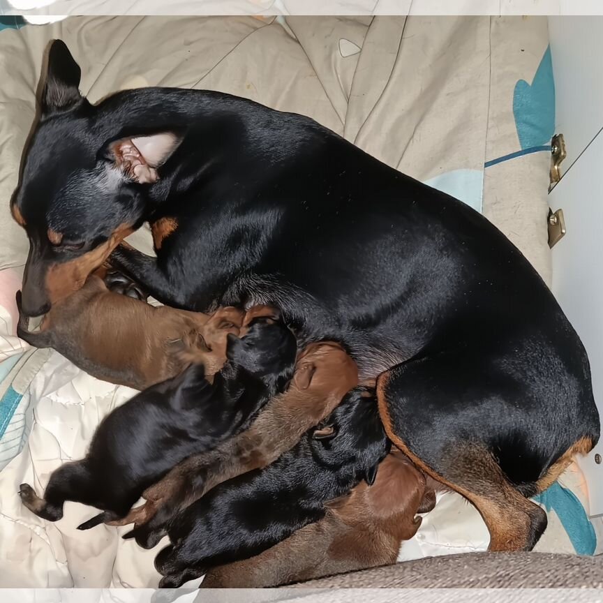 Цвергпинчер, щенок