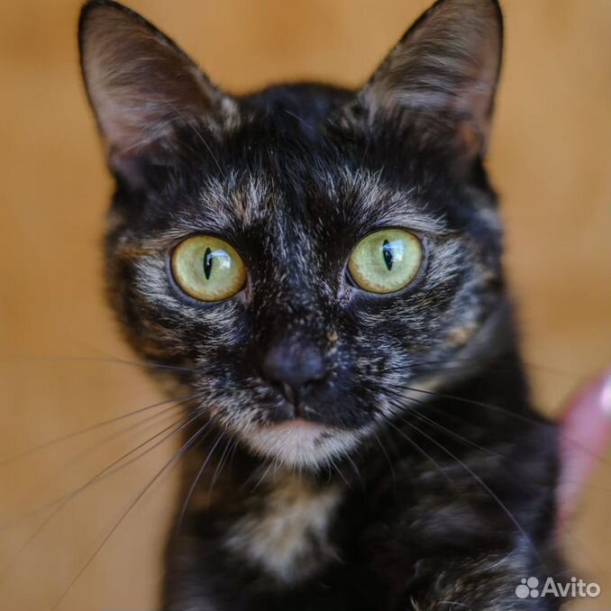 Кошечка ласкуша Анабель хочет стать домашней