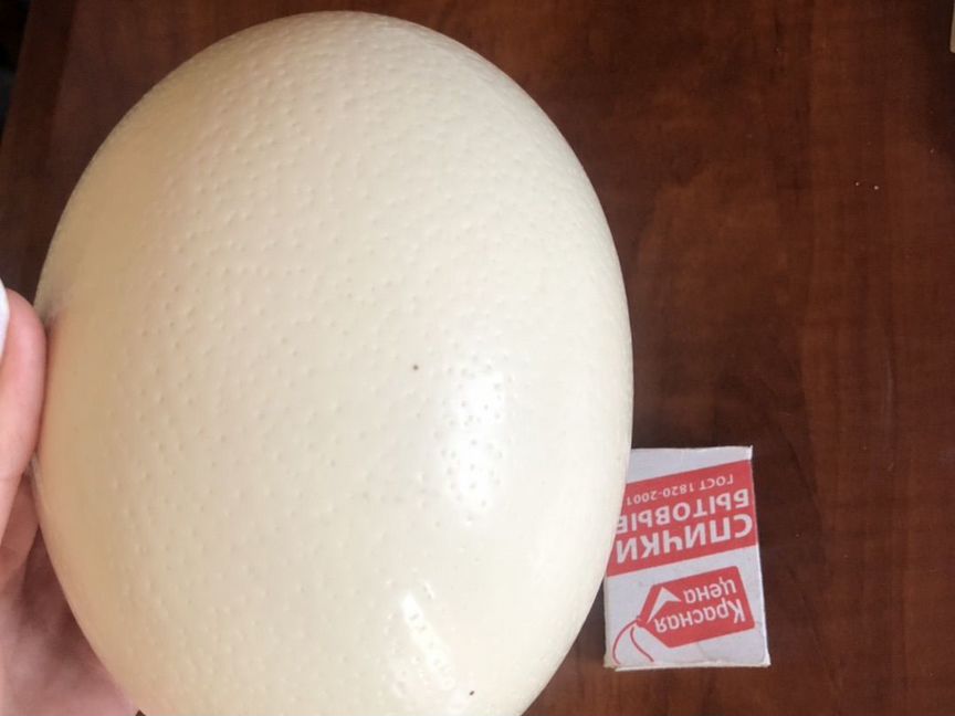 Яйцо страуса(скорлупа)
