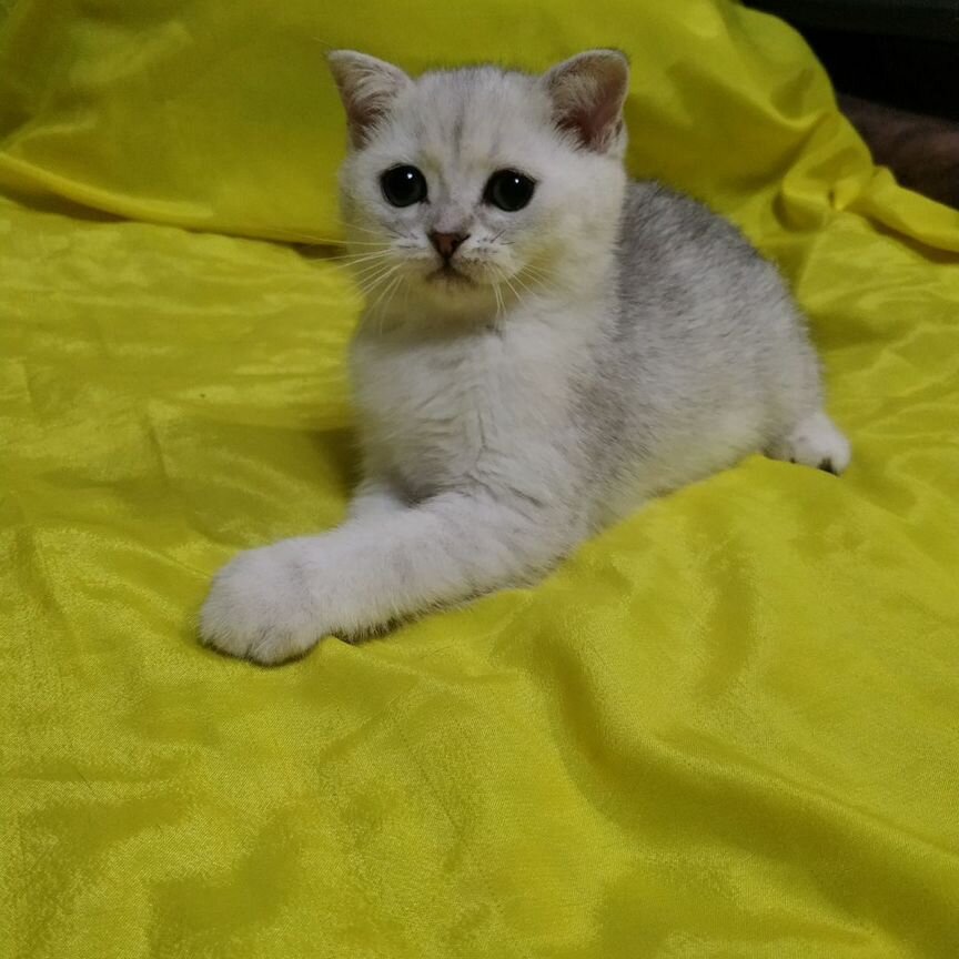Шотландский котик Серебристой шиншиллы