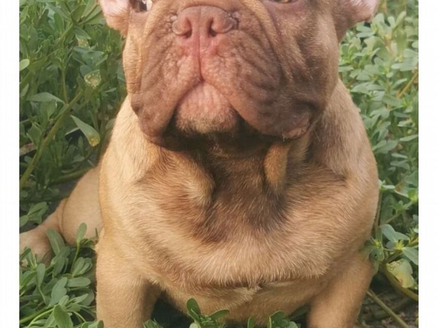 Шикарный бульдожек