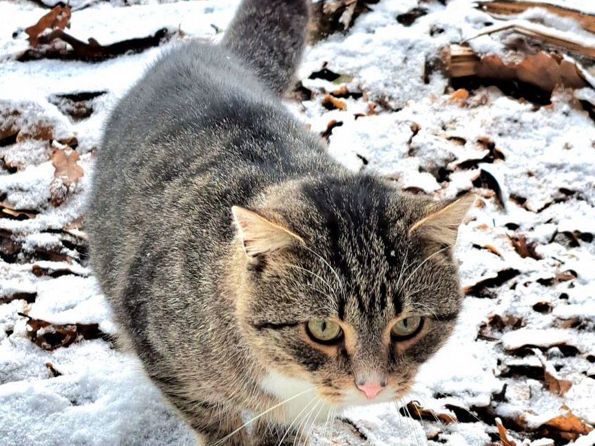 Шикарный молодой котик в поиске дома