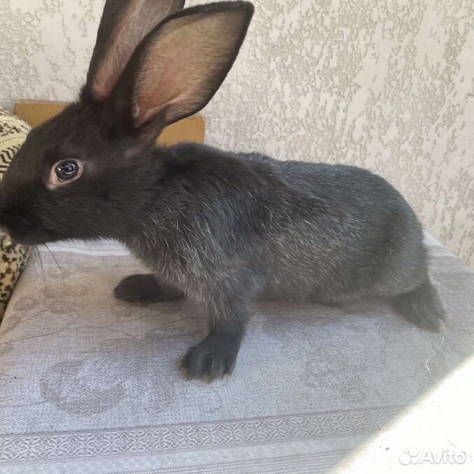 Кролики породы полтавское серебро