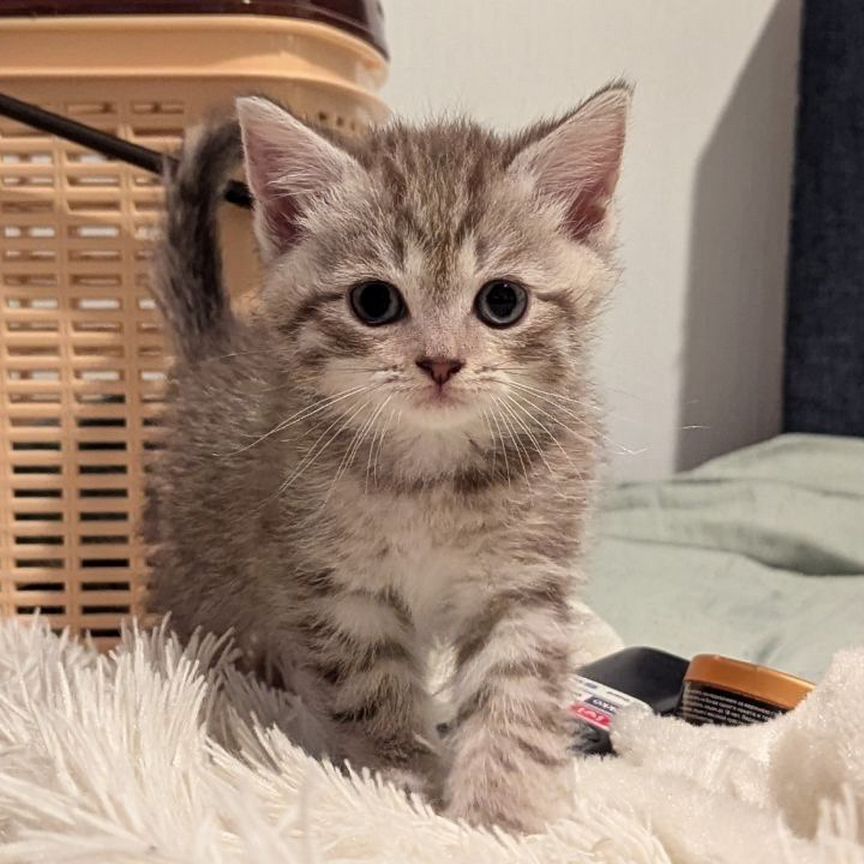 Продам котенка