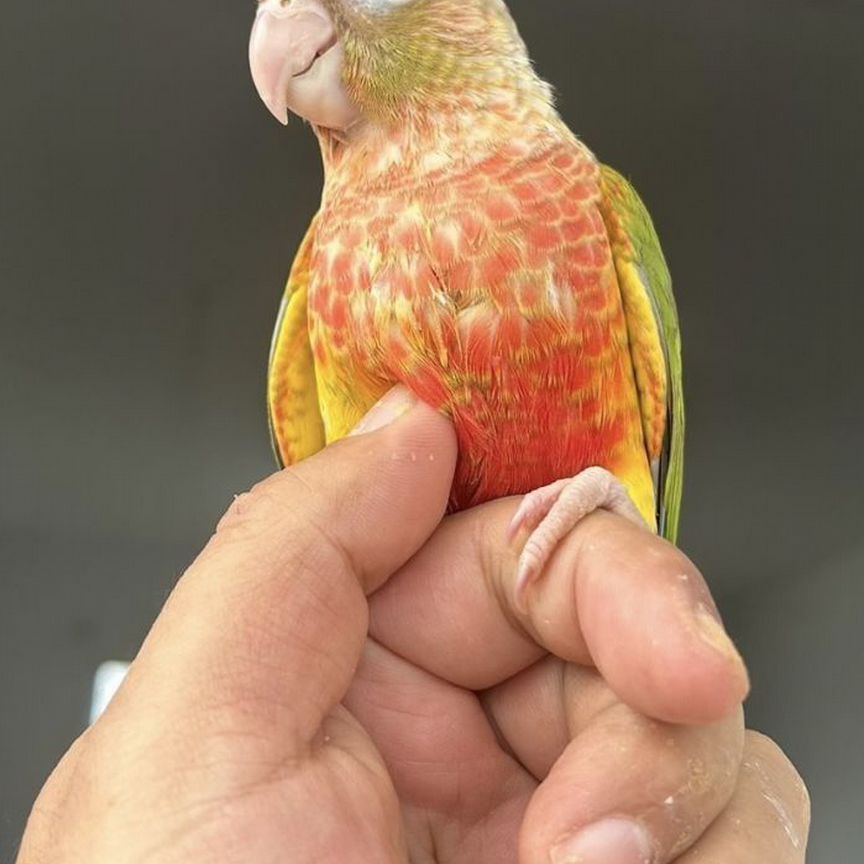 Попугай пиррура выкормыш ручной птенец