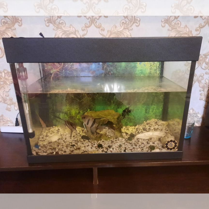 Аквариум с рыбками бесплатно