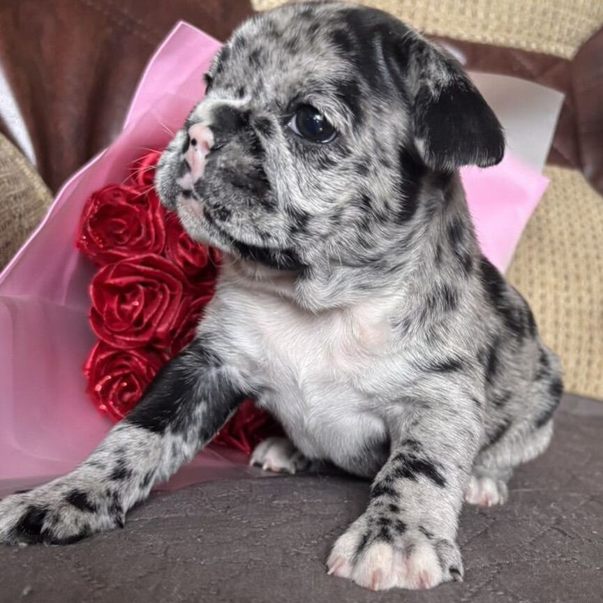 Французский бульдог, щенок