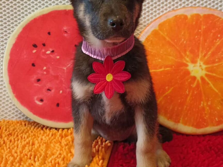 Даниссимо в добрые руки