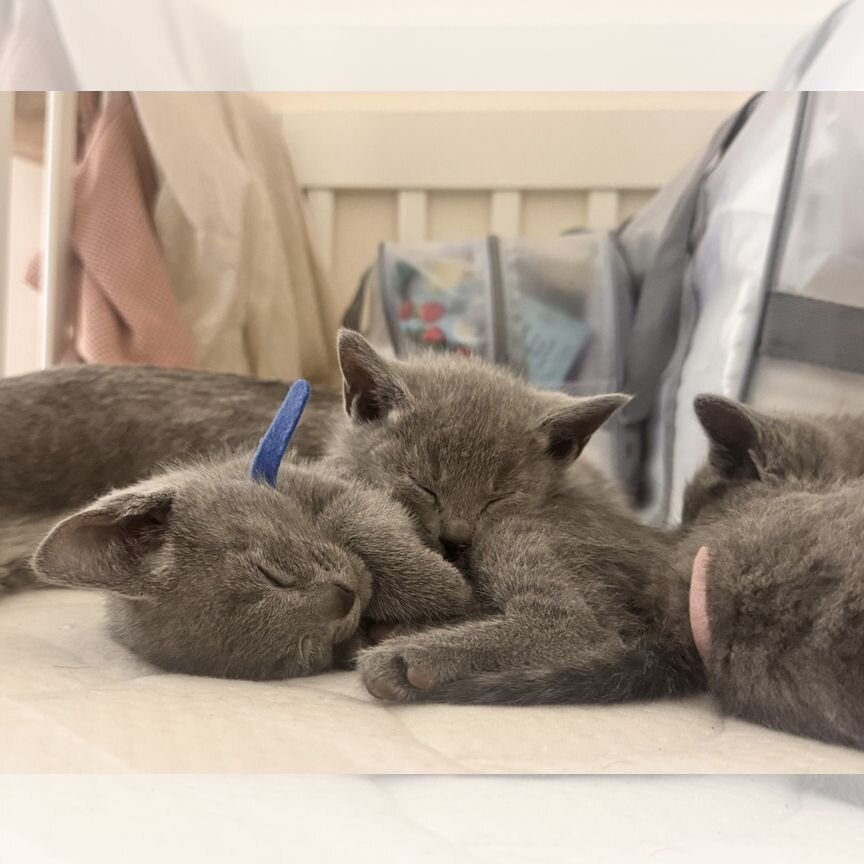 Русский голубой котёнок