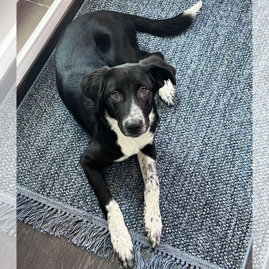 Курцхаар, щенок