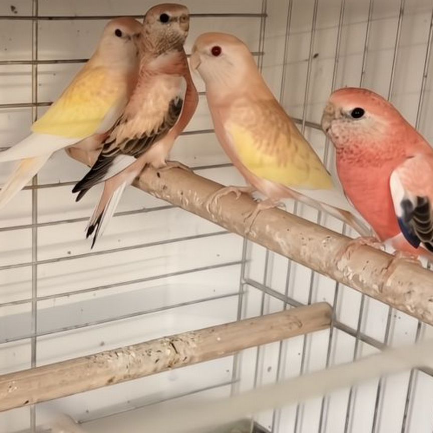 Розовобрюхий попугай(боурки)