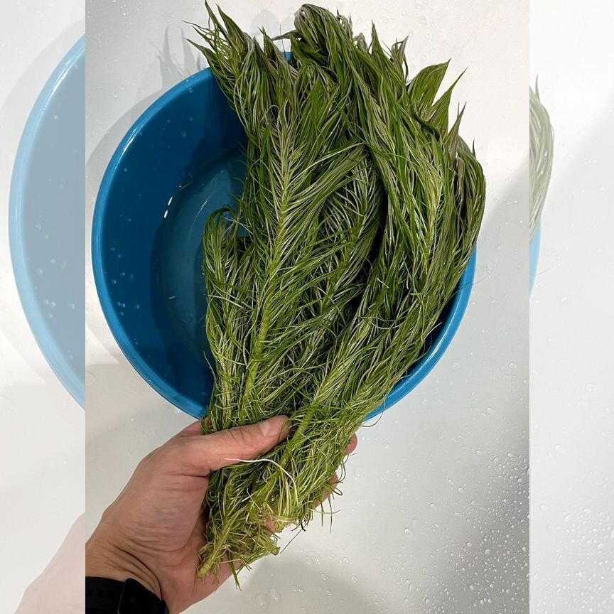 Погостемон эректус (Pogostemon erectus)