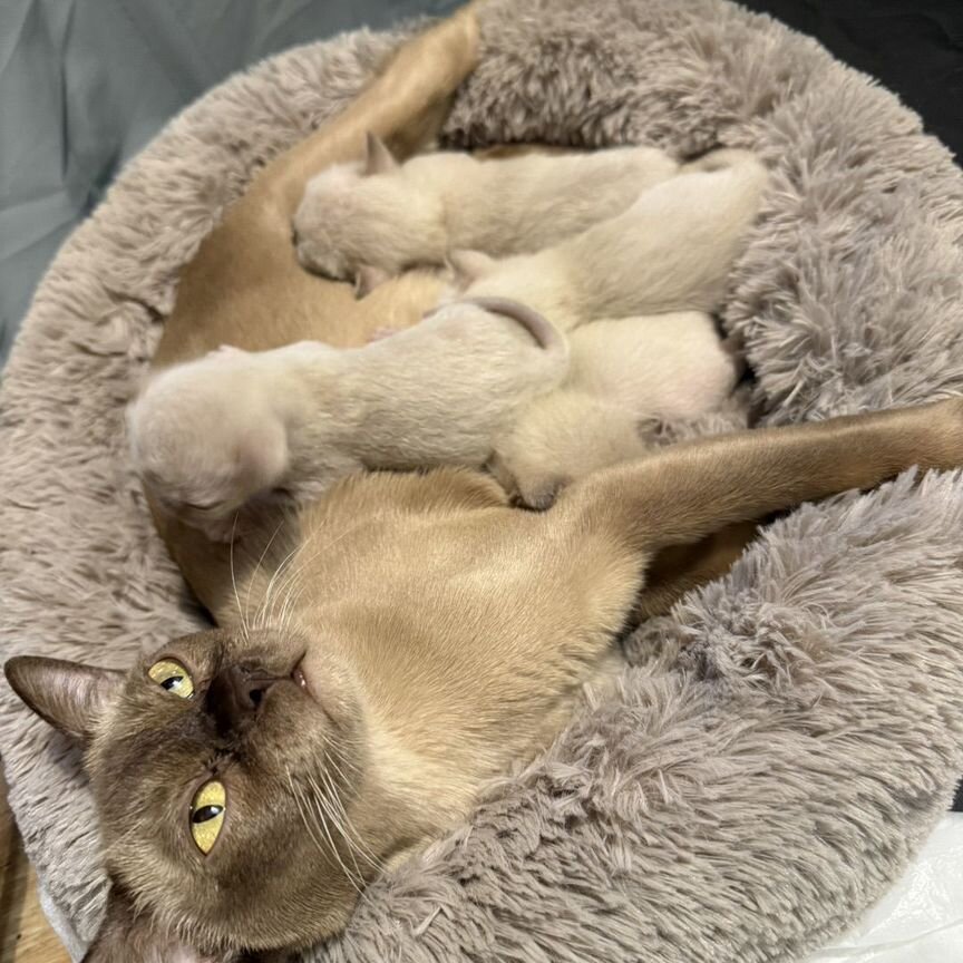 Бурманские котята