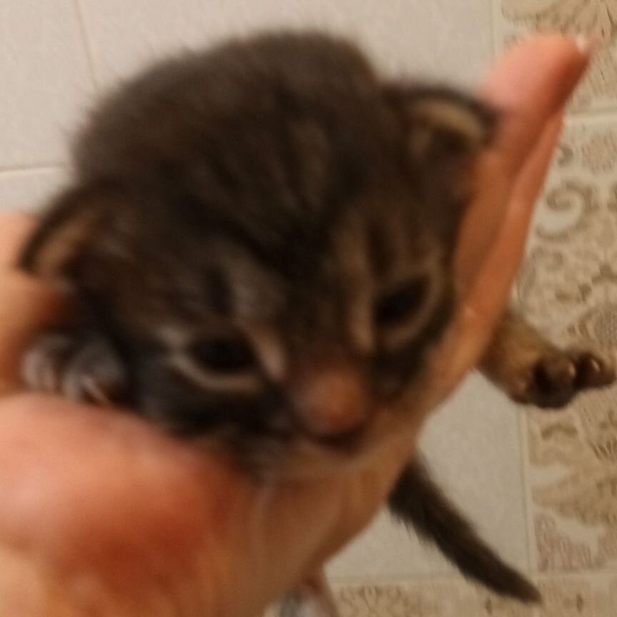 Эгейский котёнок