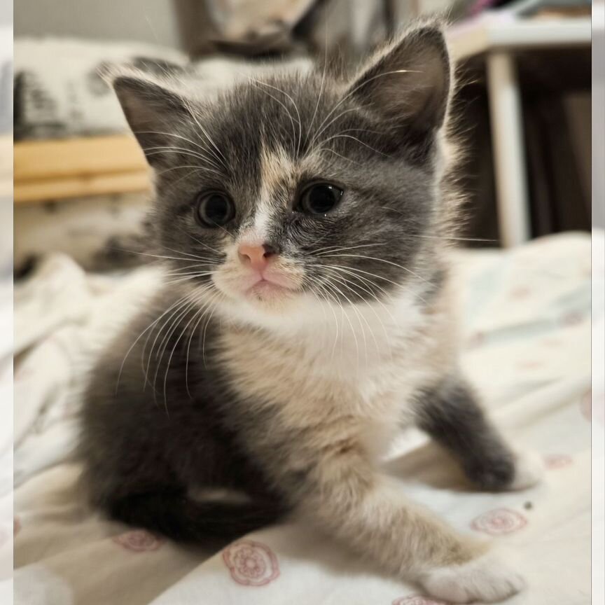 Кошечка с британскими корнями