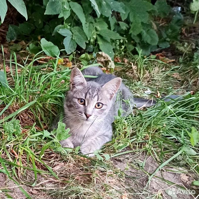 SOS котёнок Лаки на улице в опасности