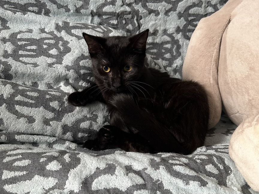 Черненькая кошечка Зита