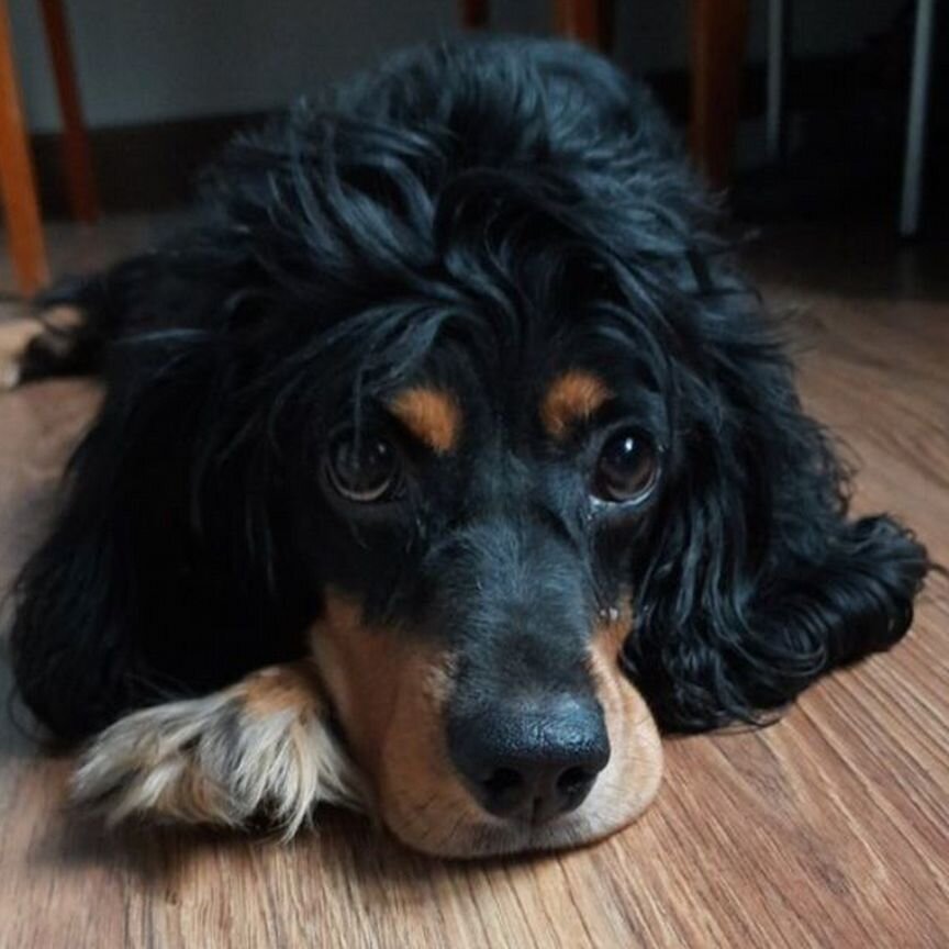 Отдам собаку в добрые руки