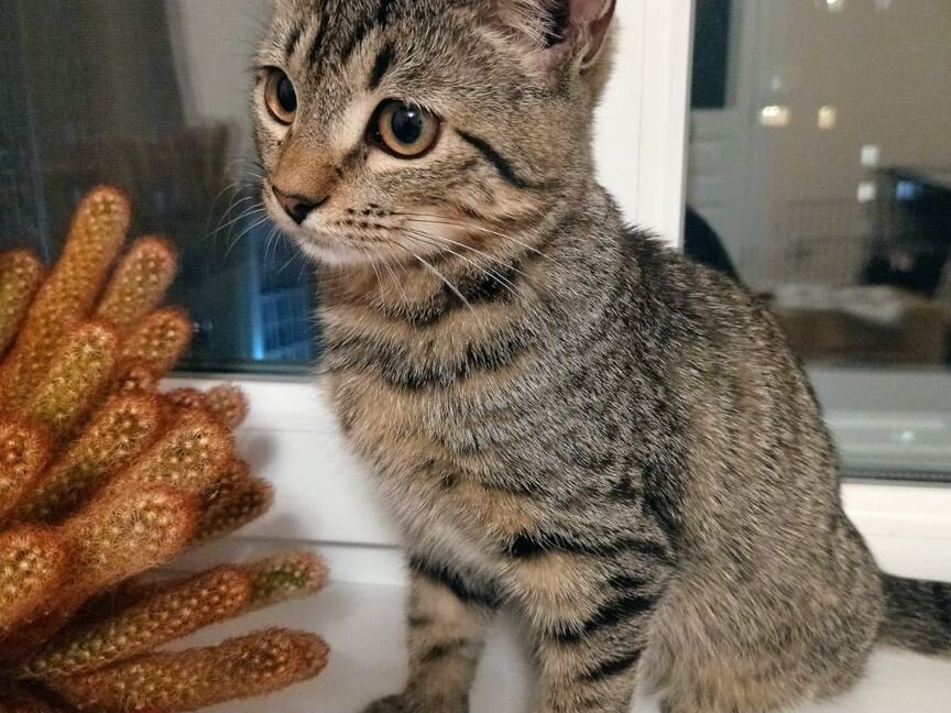 Очаровательный котенок Леха