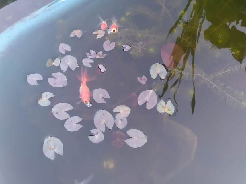 Золотые рыбки для пруда. Комета, шубункин