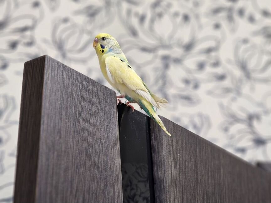 Волнистый попугай