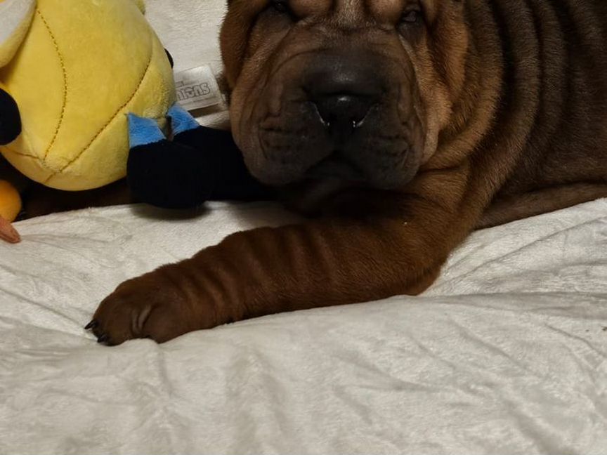 Щенки шарпея с документами РКФ