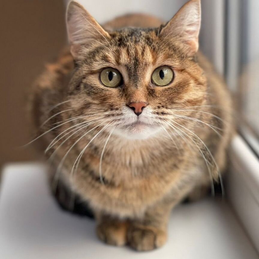 Кошечка в добрые руки