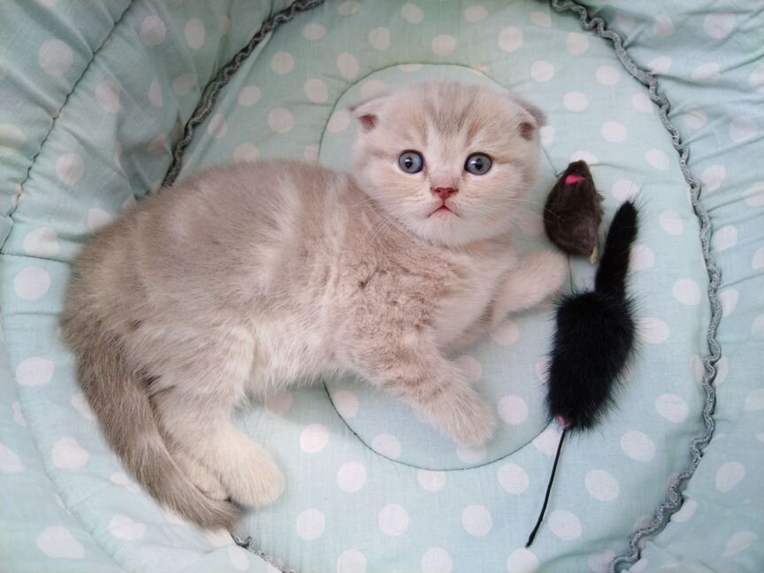 Шотландские вислоухие котята