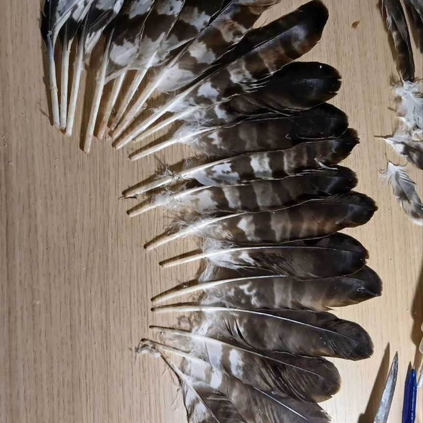 Перья птицы