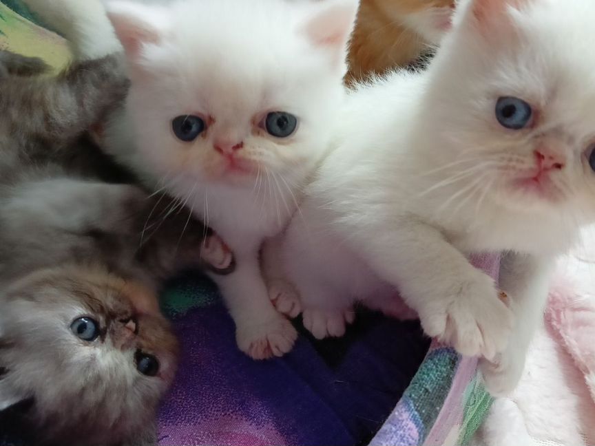 Экзотические короткошерстные котята
