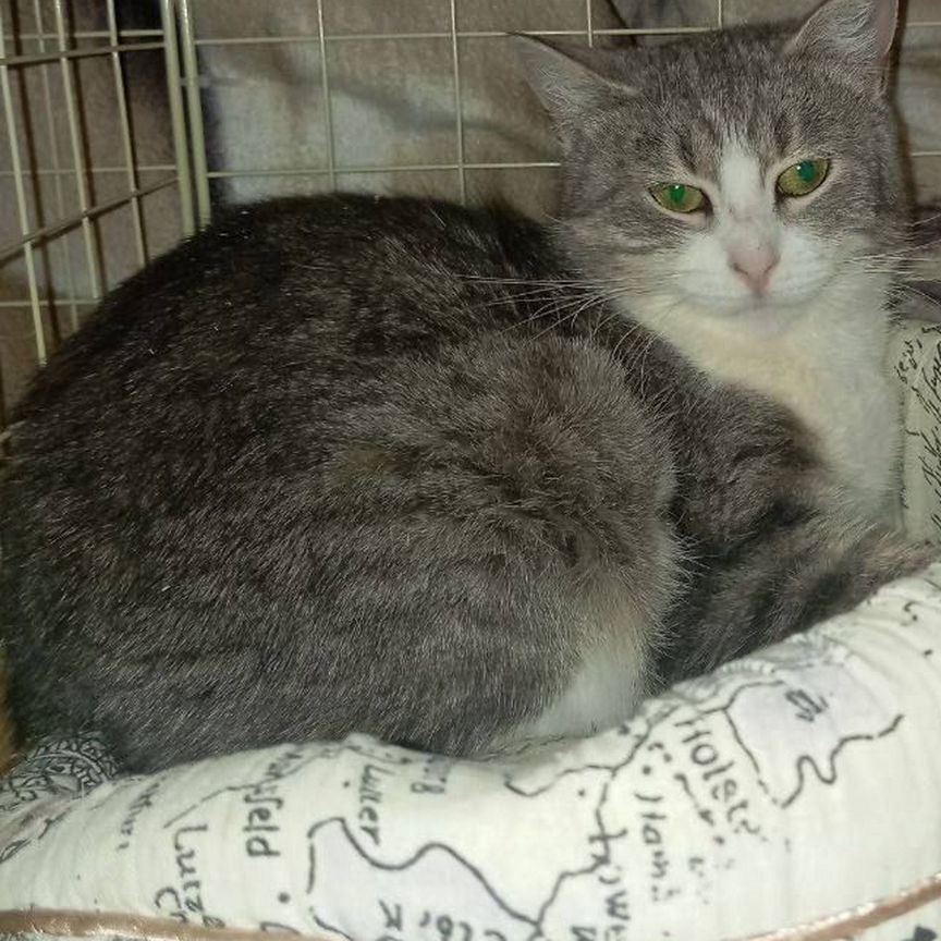 Взрослая, Девочка кошка в добрые руки