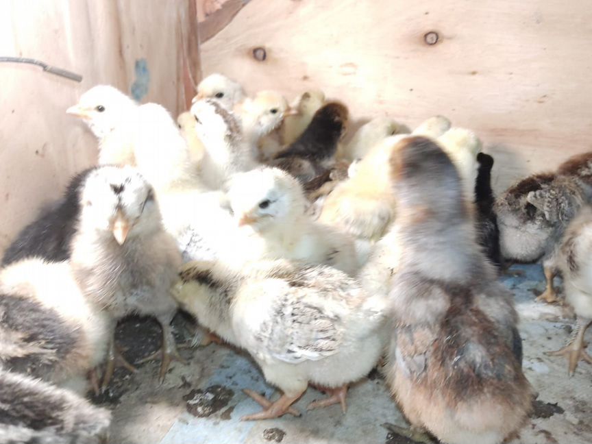 Цыплята 14 дней