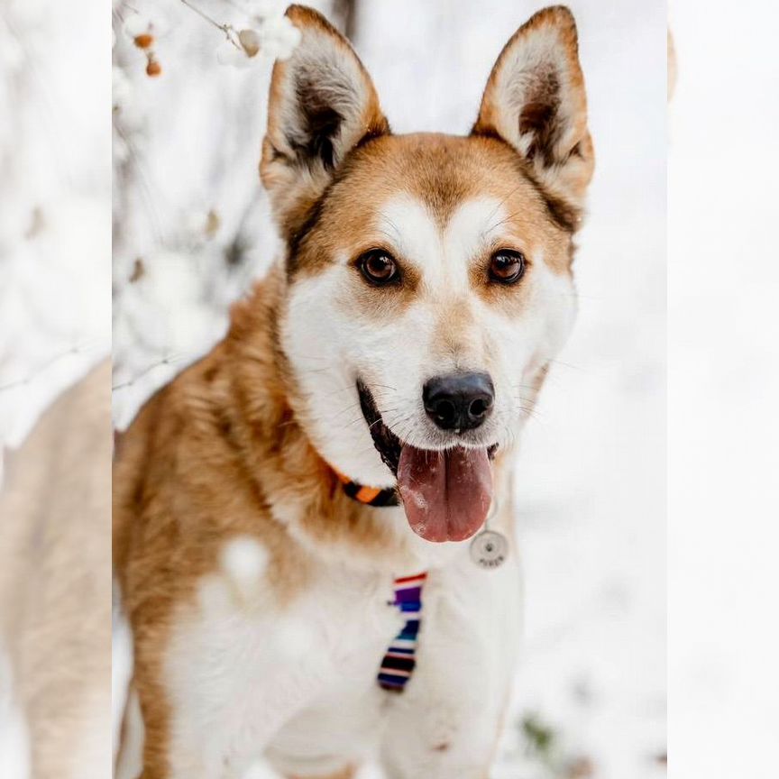 Взрослый пёс в добрые руки