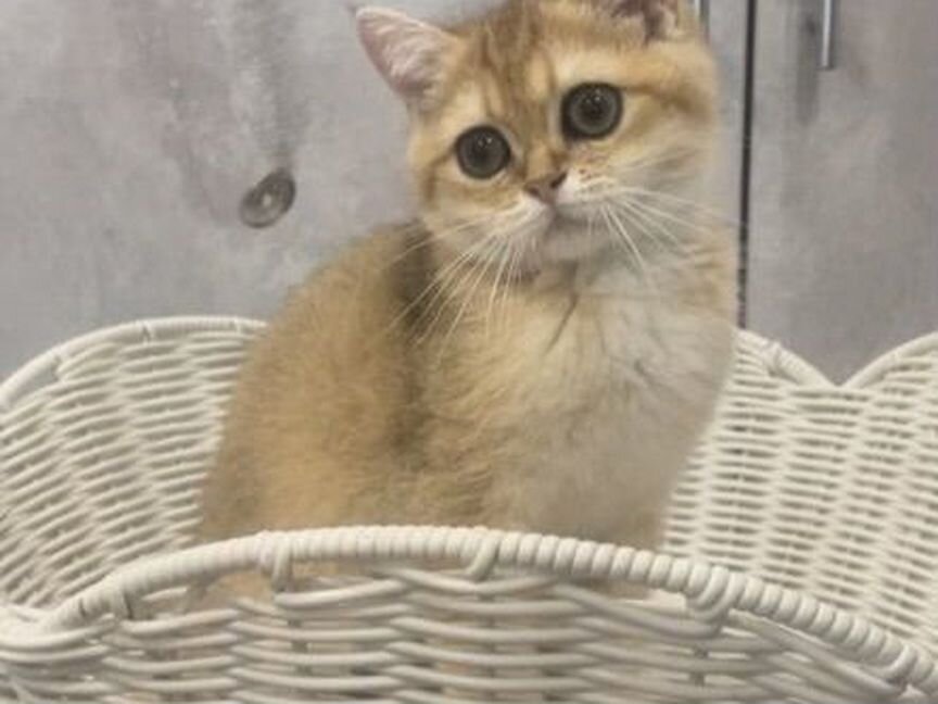 Котята золотая шиншилла