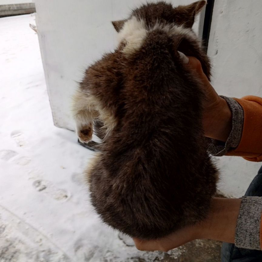 Котёнок в добрые руки
