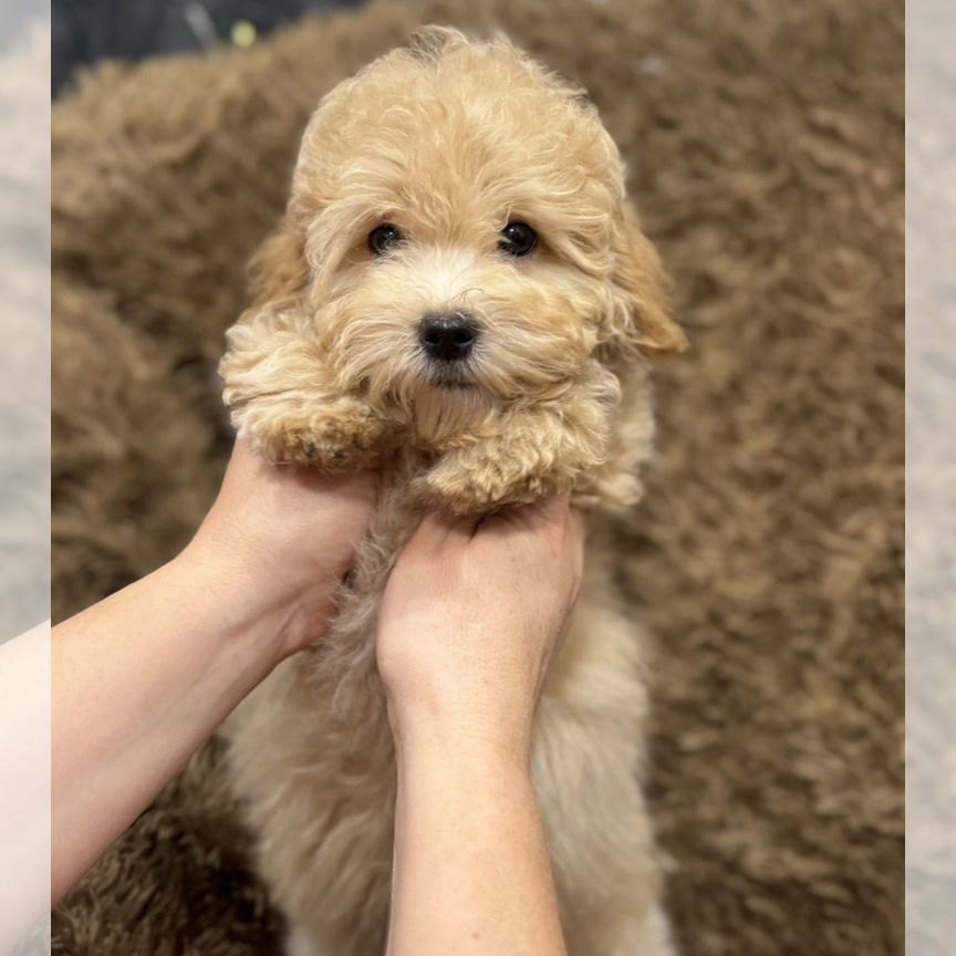 Мальтипу, щенок